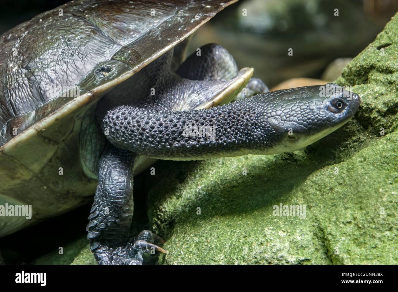 The Roti Island snake-necked turtle (Chelodina mccordi ) is a ...