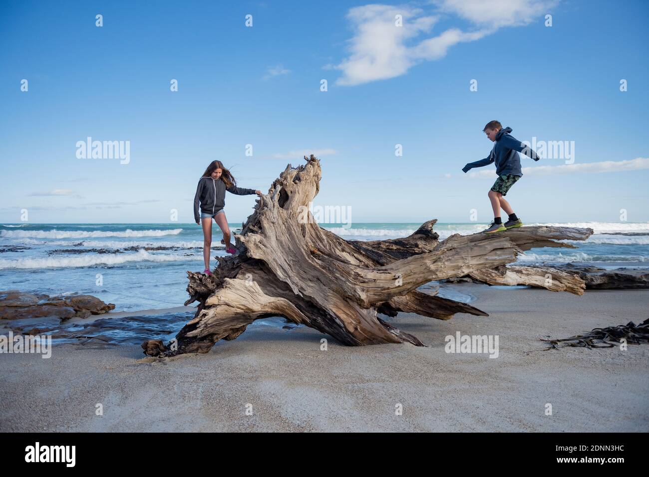 Stump at beach hi-res stock photography and images - Alamy