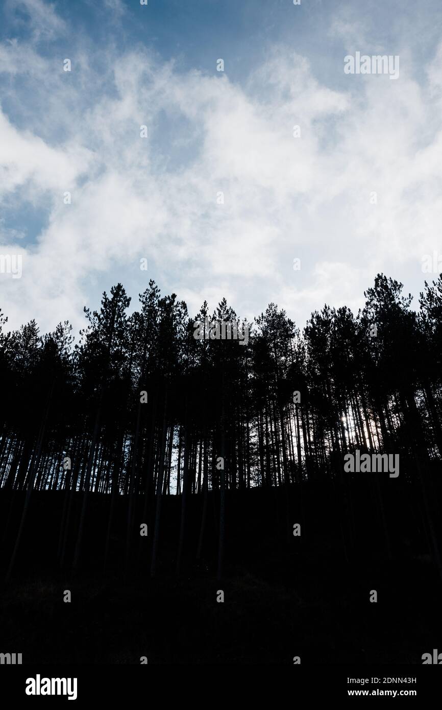 Pine forest silhouette hi-res stock photography and images - Alamy