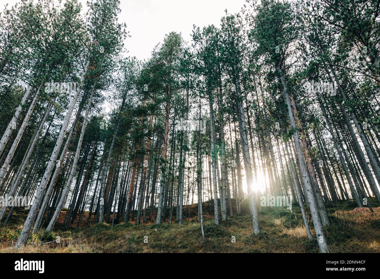 Deforestation of pine forest hi-res stock photography and images - Alamy