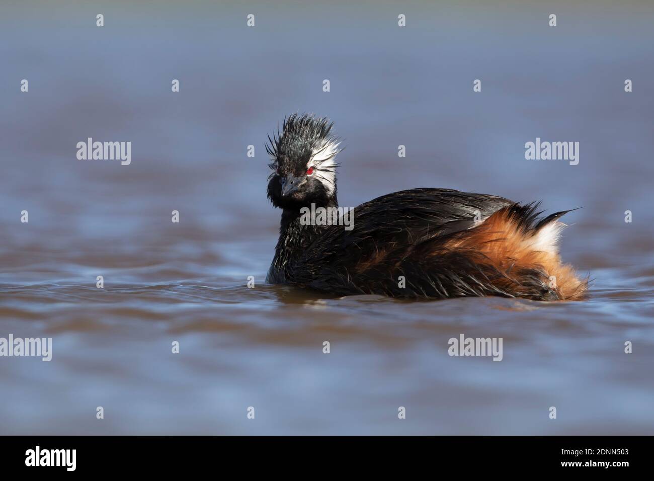 White-tufted grebe in a freshwater pond, Bleaker island, Falkland ...