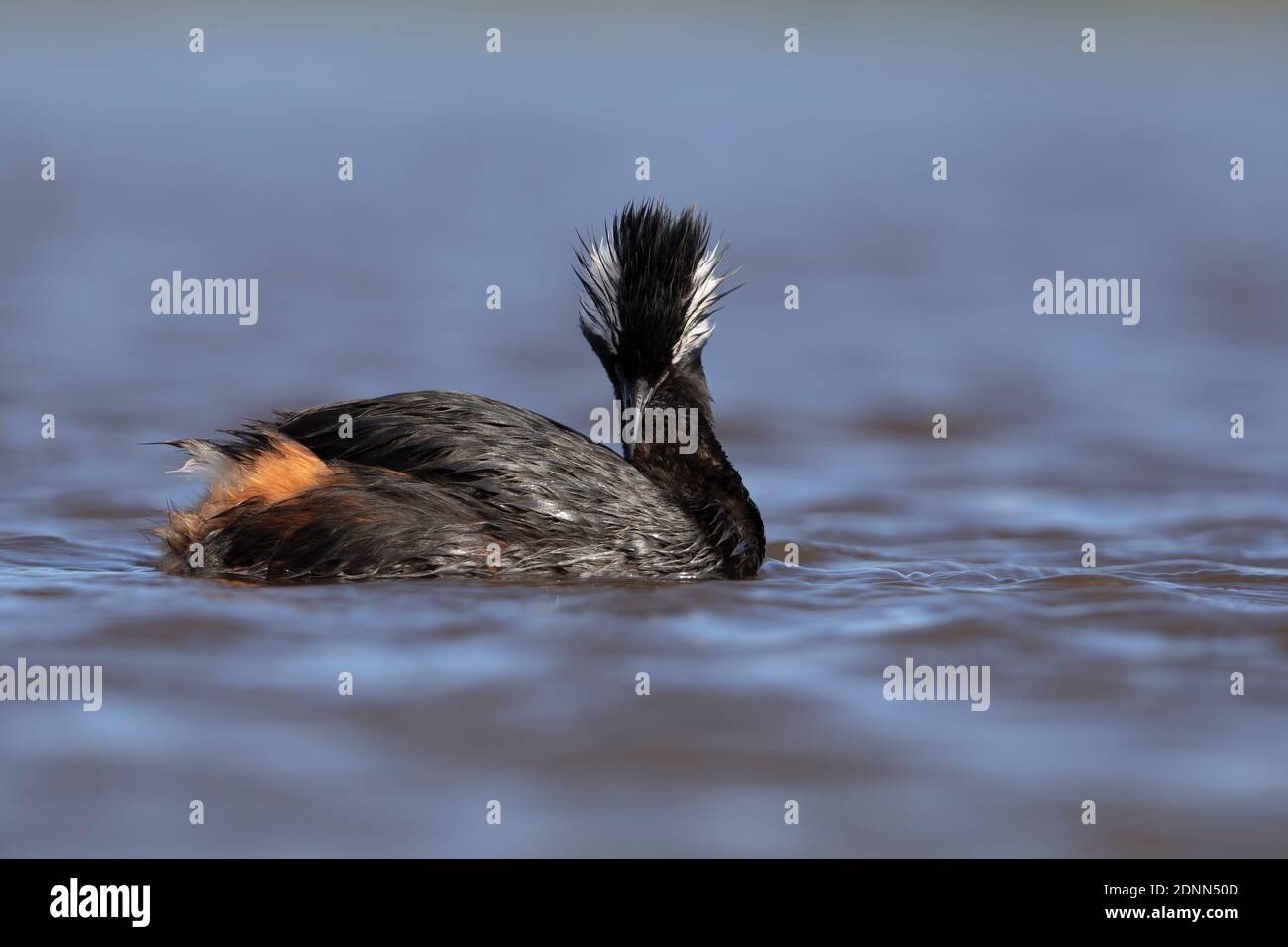 White-tufted grebe, Bleaker island, Falkland, January 2018 Stock Photo ...