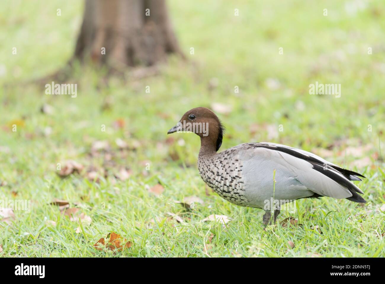 Australian duck species hi-res stock photography and images - Alamy