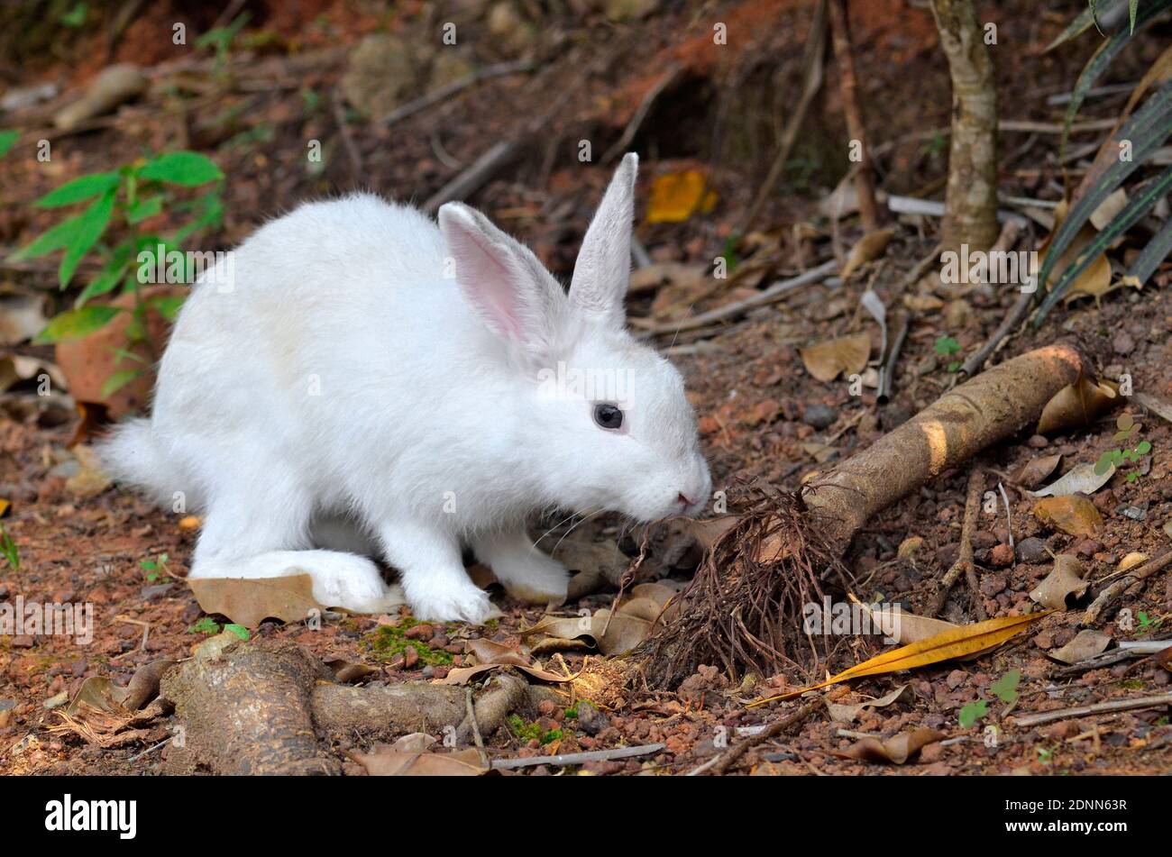 Rabbit eating plant hi-res stock photography and images - Alamy