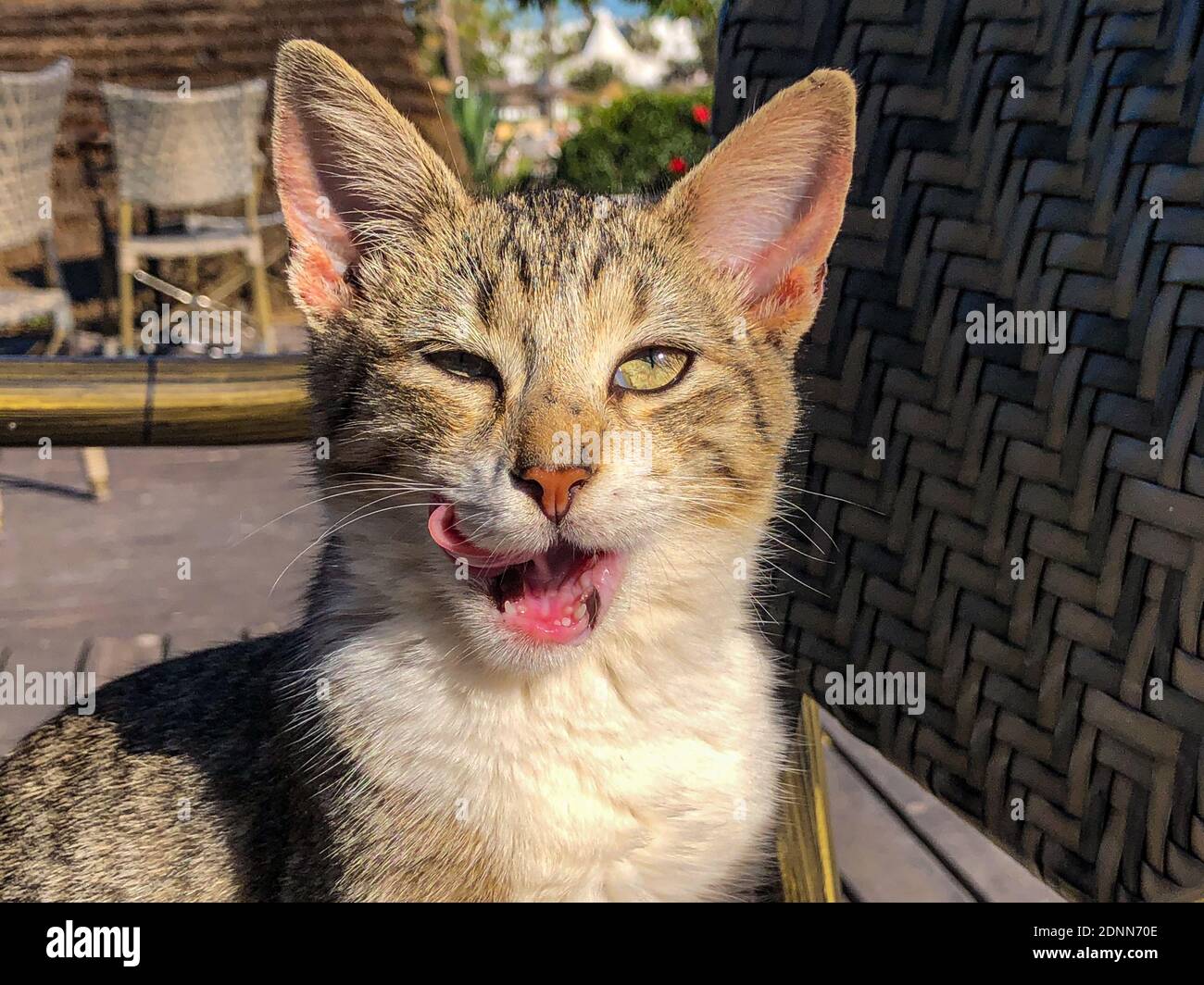 Animals winking hi-res stock photography and images - Alamy