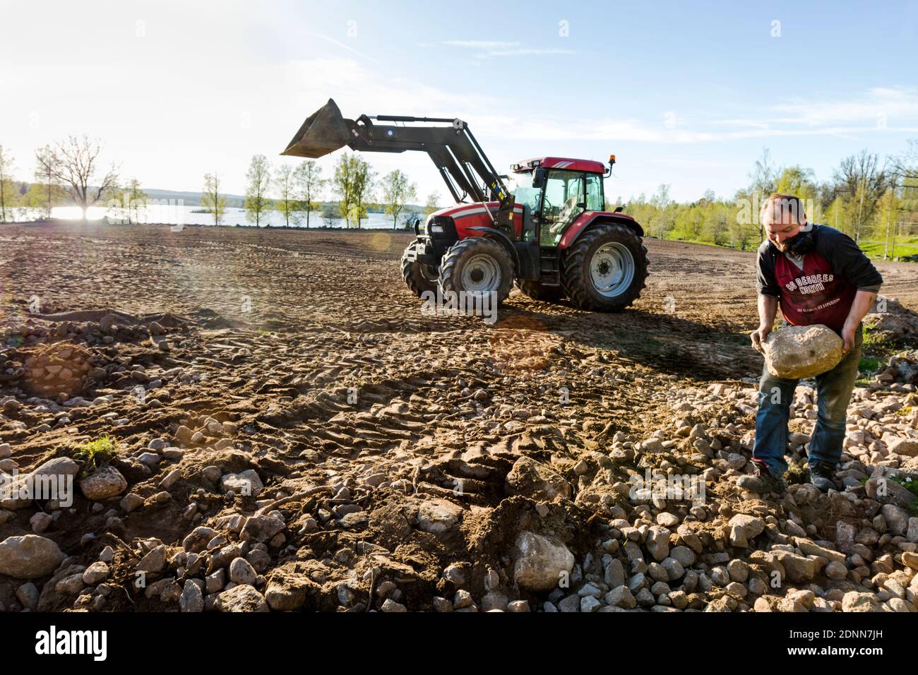 Farmer removing stones from field Stock Photo - Alamy