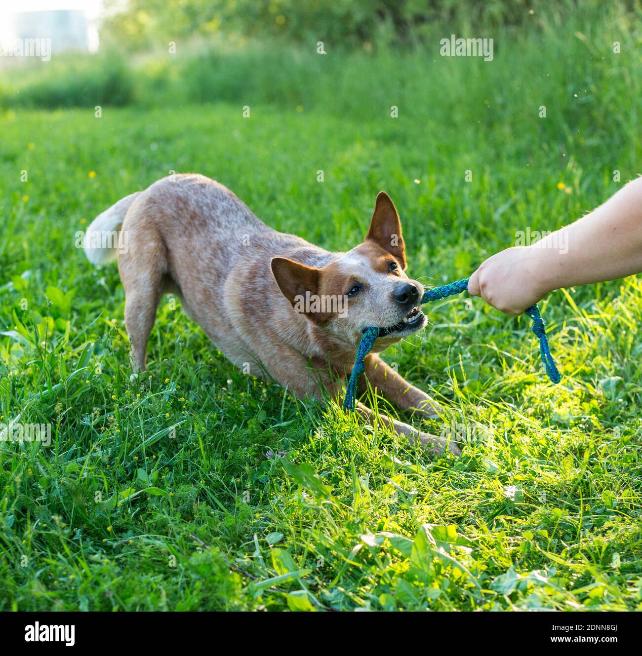 Dog pulling rope hi res stock photography and images Alamy