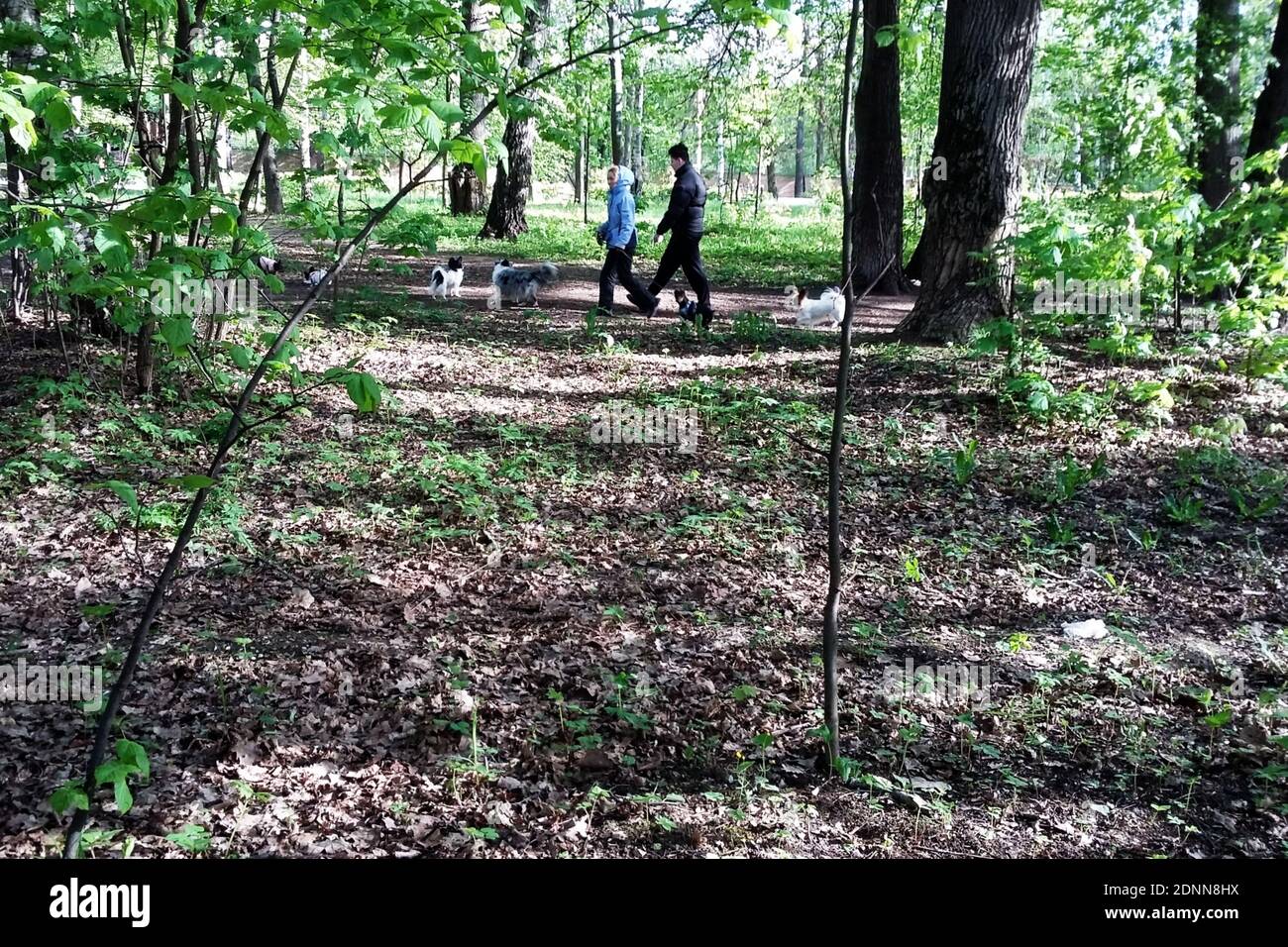 Walk in the Forest with Dogs Stock Photo - Alamy