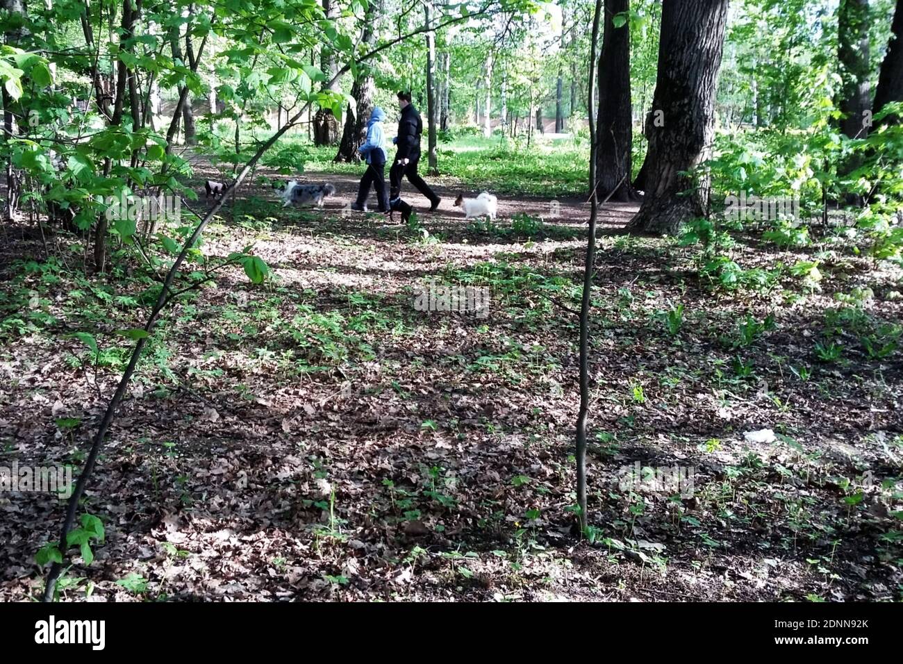 Walk in the Forest with Dogs Stock Photo - Alamy