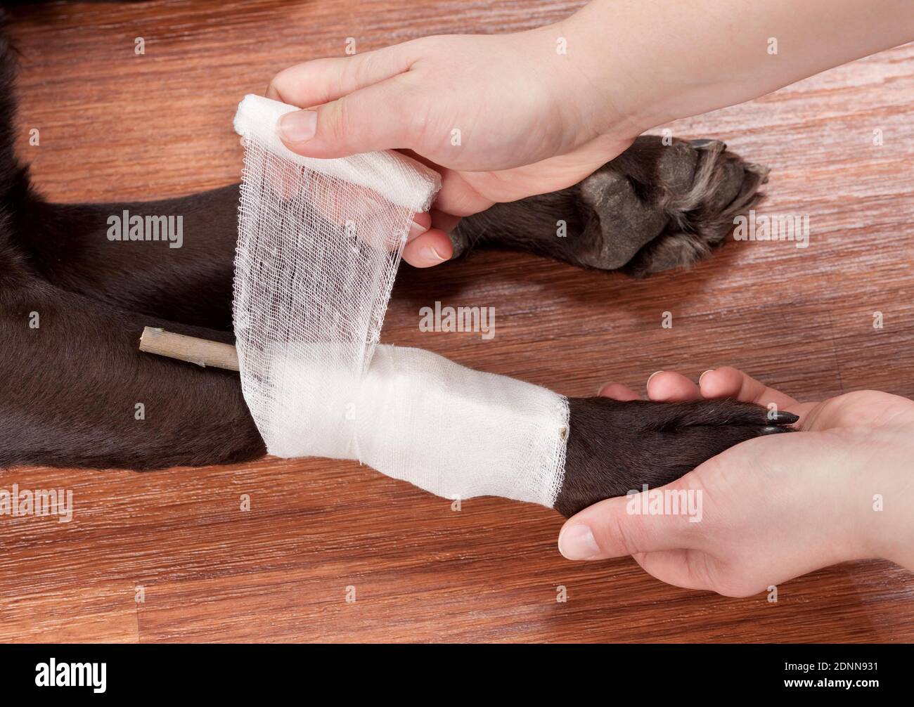 A tourniquet bandage is put on a Labrador Retriever. Sequence: 5 of 6 ...