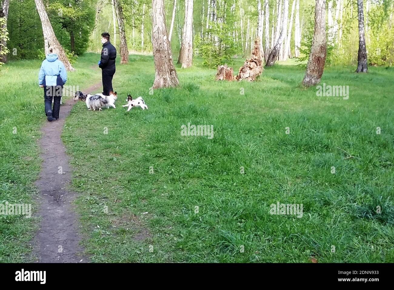 Walk in the Forest with Dogs Stock Photo - Alamy