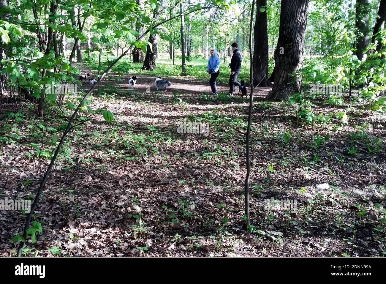 Walk in the Forest with Dogs Stock Photo - Alamy