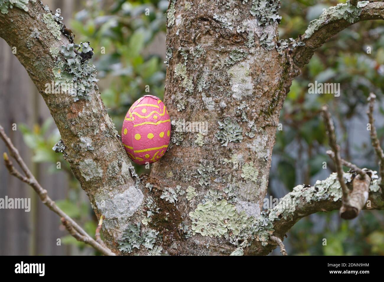 Chocolate egg wrapped in pink paper hidden in a tree for Easter Stock ...