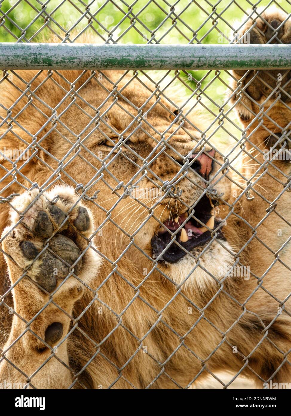 Lion cage open hi-res stock photography and images - Alamy