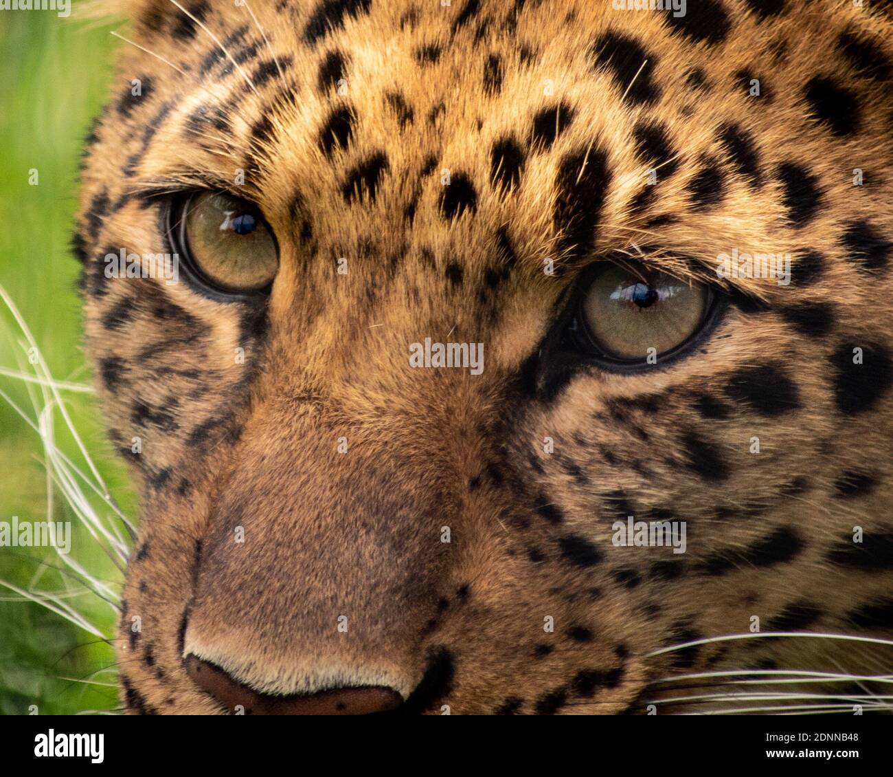 Amur leopard head portrait hi-res stock photography and images - Alamy
