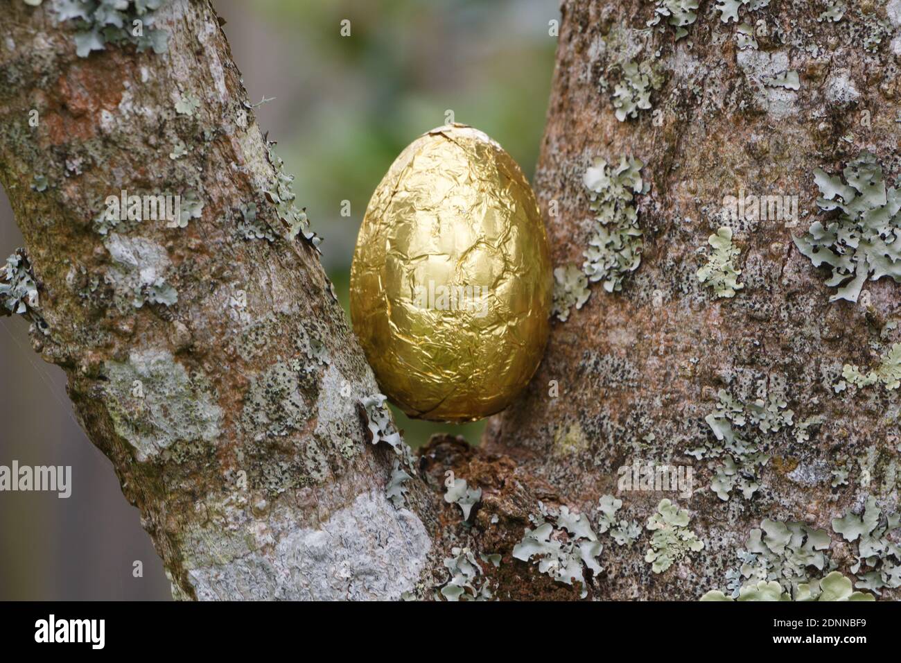 Chocolate egg wrapped in golden paper hidden in a tree for Easter Stock ...