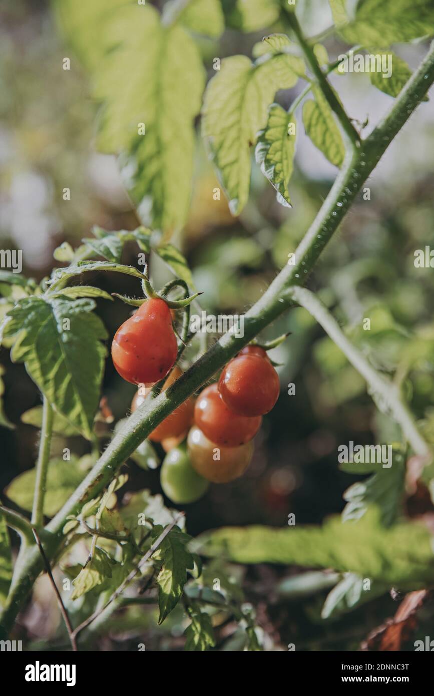 Tomato plants outdoors hi-res stock photography and images - Alamy