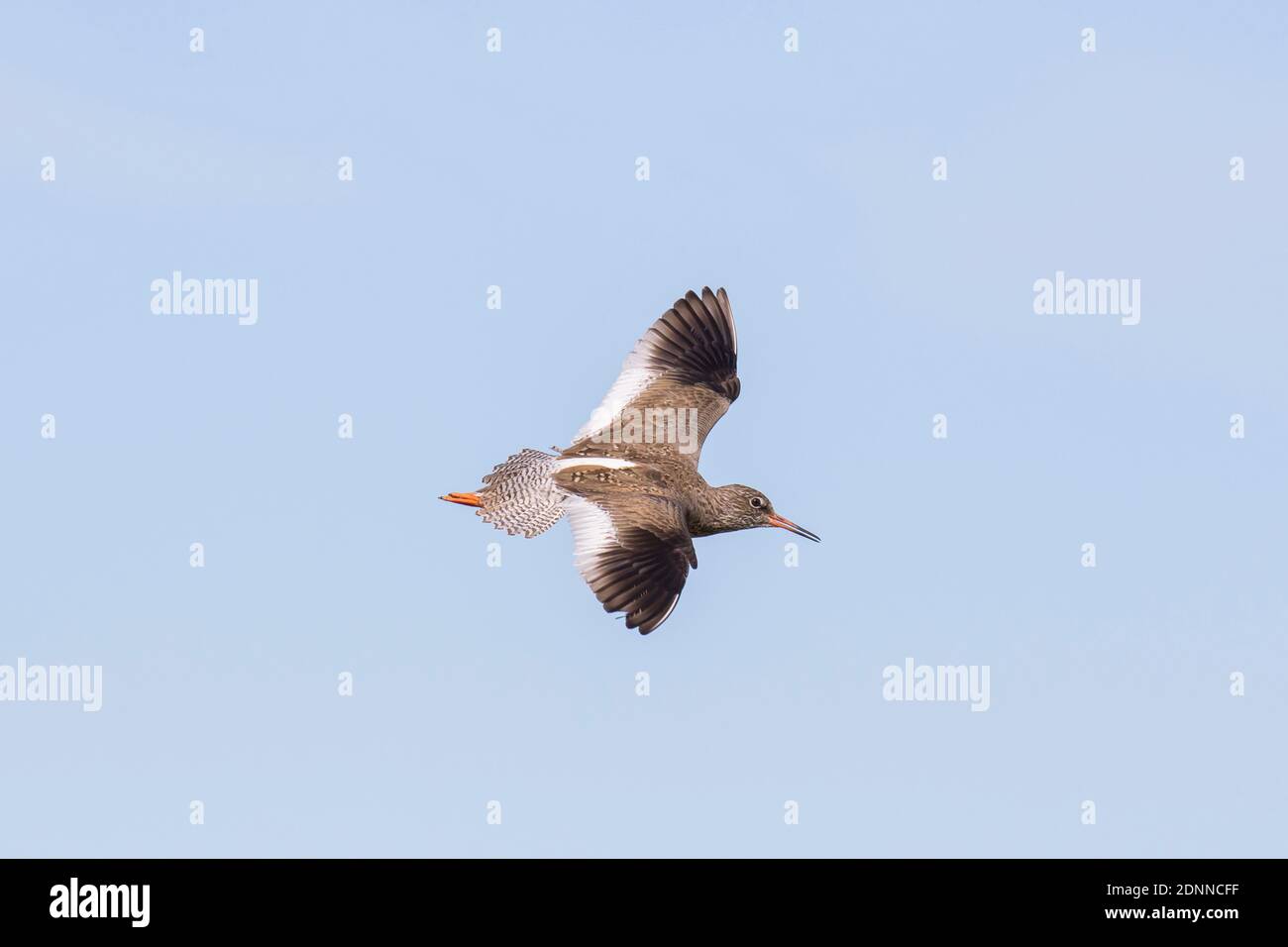 Common Redshank (Tringa totanus) in flight. Iceland Stock Photo - Alamy