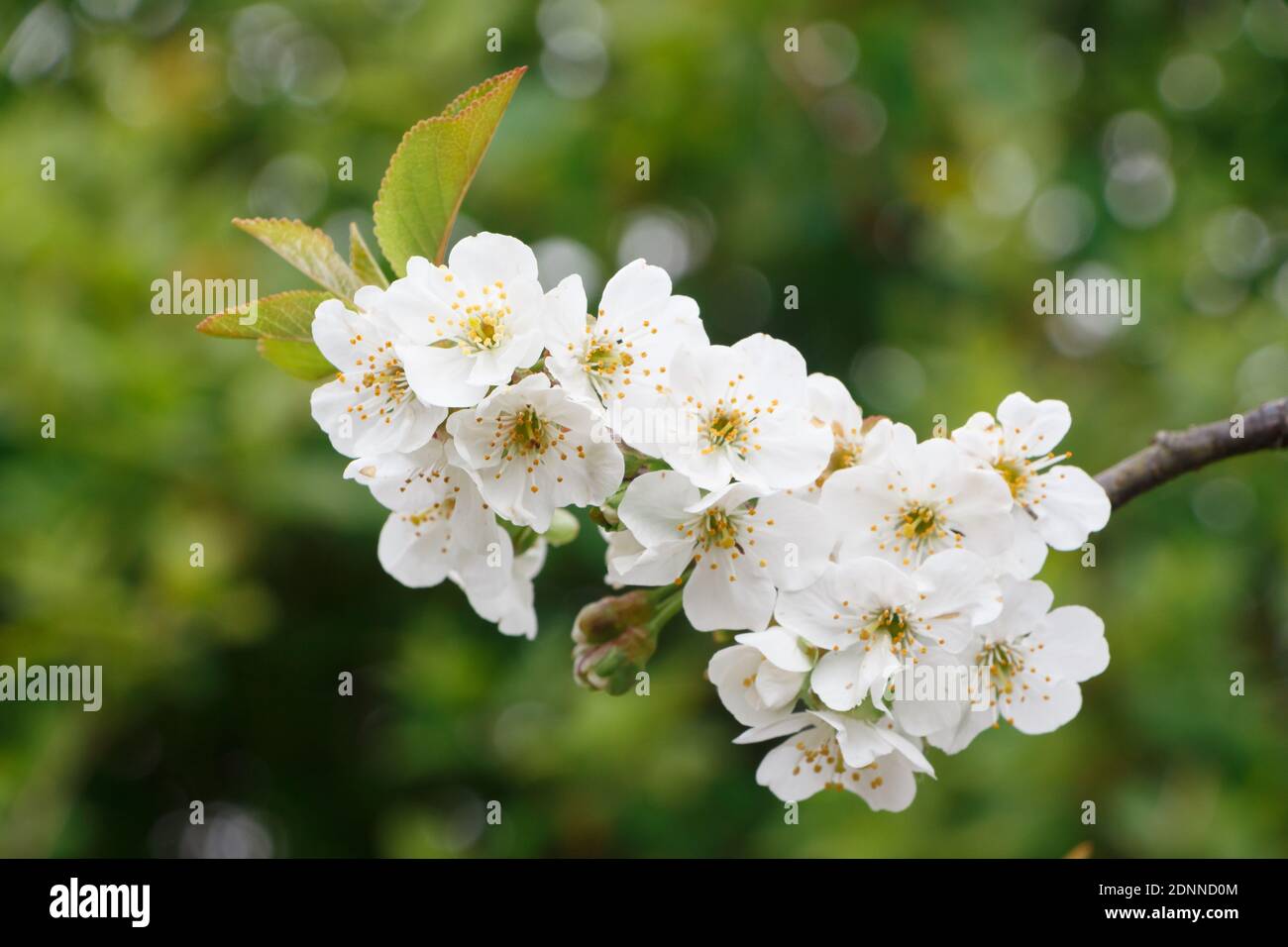 White flowers of cherry tree in an orchard during spring Stock Photo ...