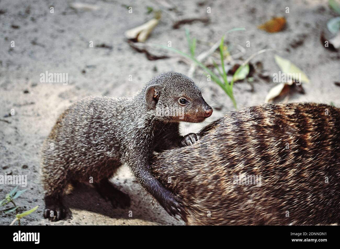 Caribbean mongoose hi-res stock photography and images - Alamy
