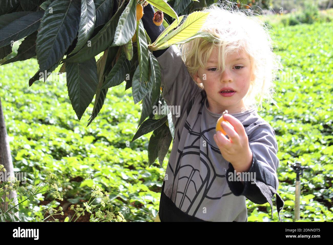 Boys picking fruit from tree hi-res stock photography and images - Alamy