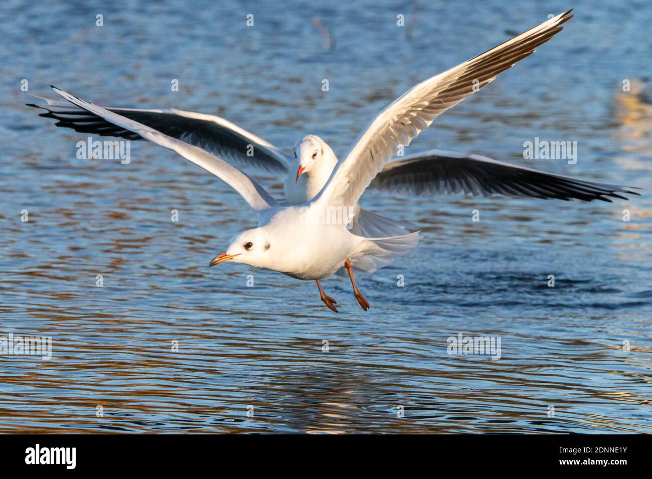 A pair of black headed gulls in winter plumage skim across a lake in ...