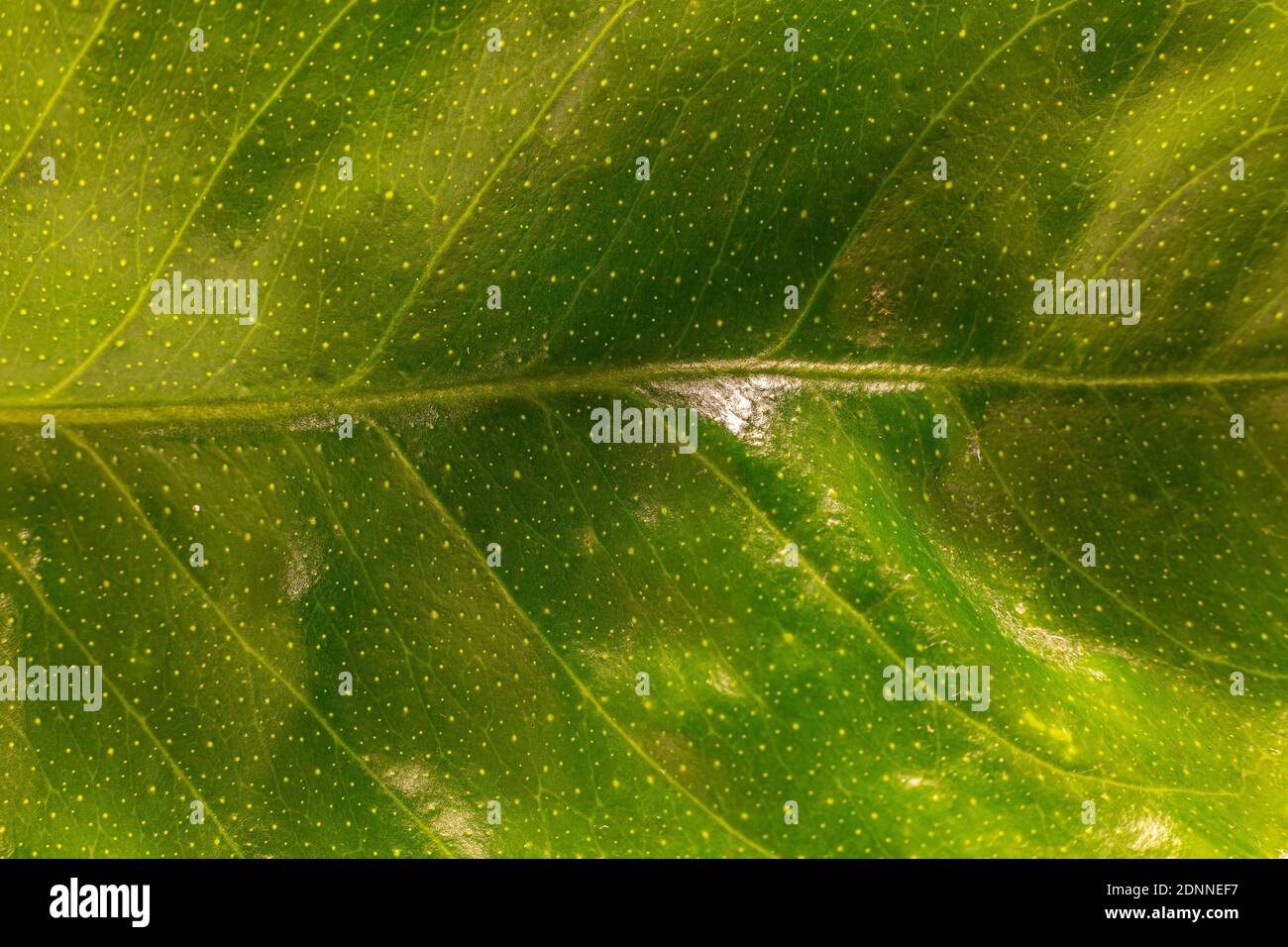 detail of a green lemon leaf, ideal for backgrounds and texture Stock ...