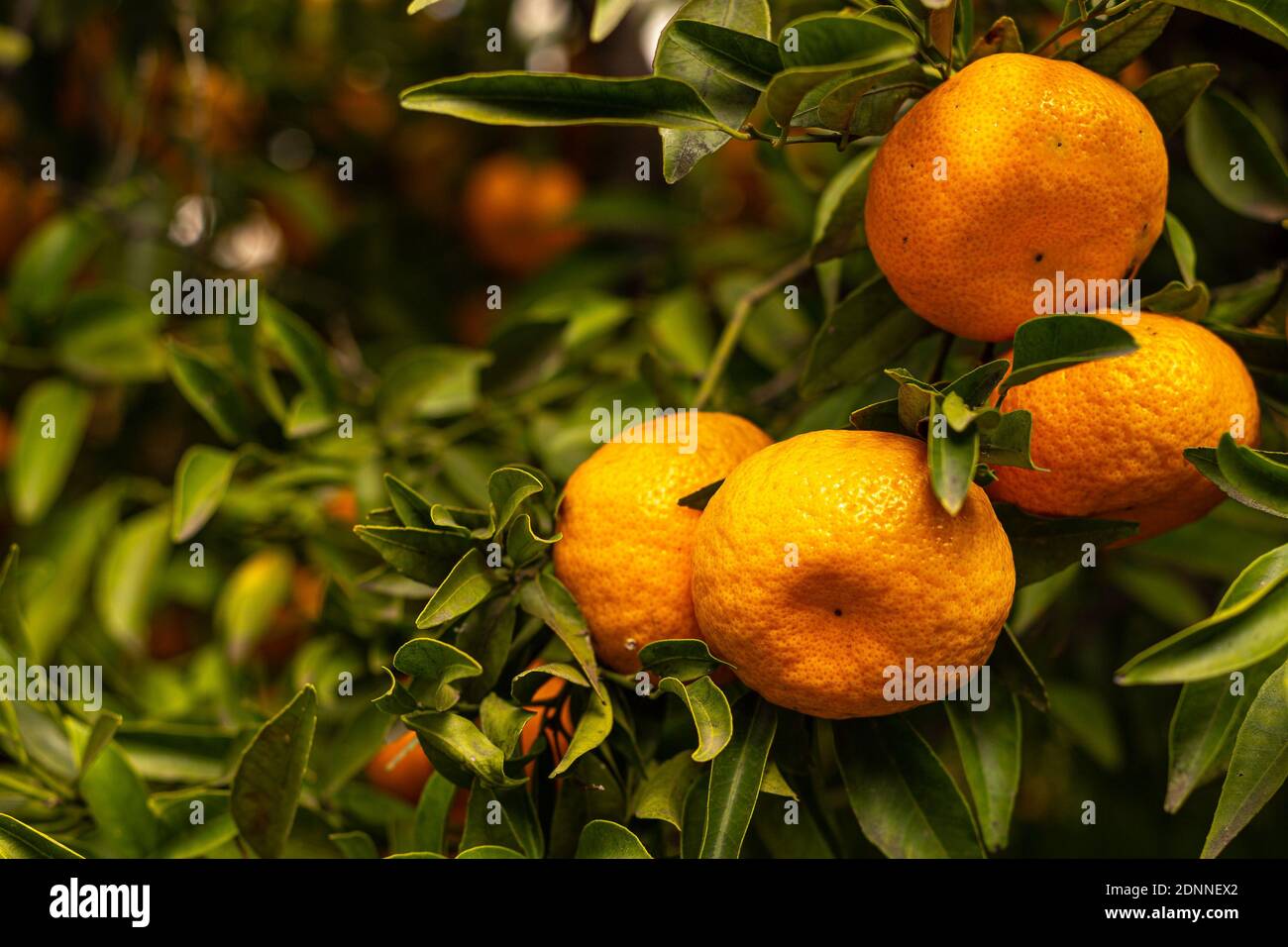 Tangerine tree full of fruits and green leaves Stock Photo - Alamy
