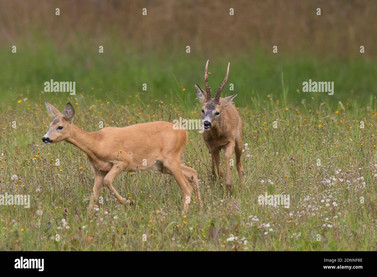 Roe Deer (Capreolus capreolus). Buck following doe during rut. Sweden ...