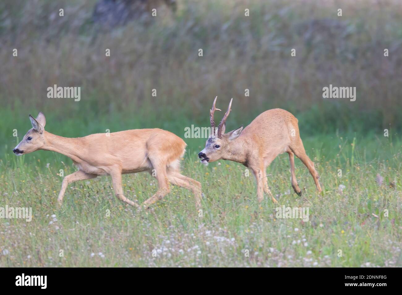 Roe Deer (Capreolus capreolus). Buck following doe during rut. Sweden ...