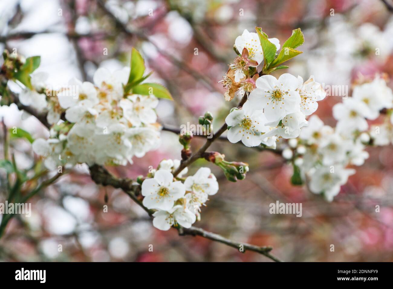 White flowers of cherry tree in an orchard during spring Stock Photo ...