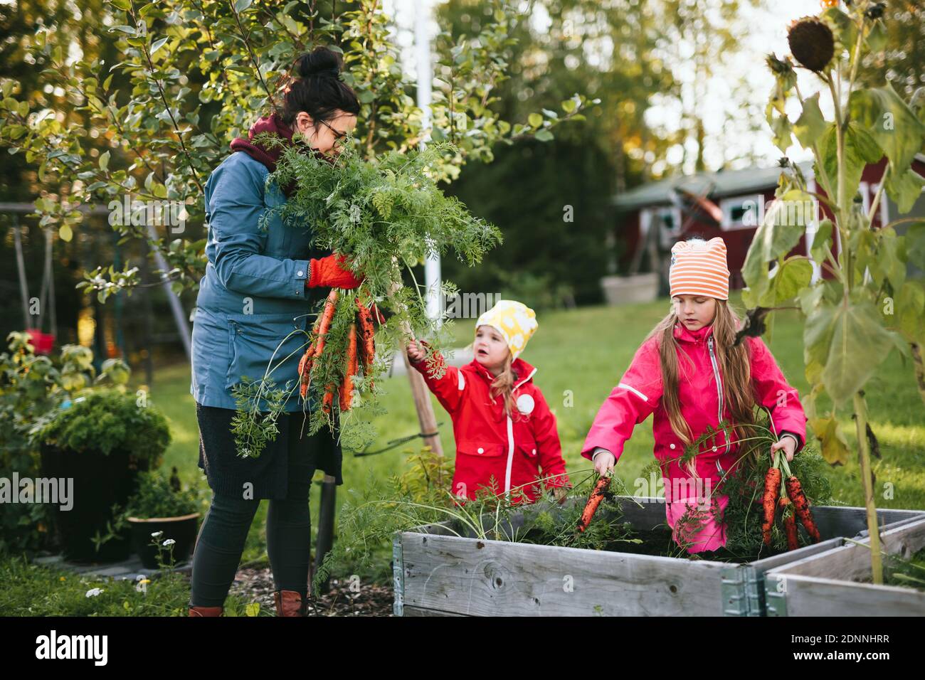 Mother with daughters on vegetable patch Stock Photo - Alamy