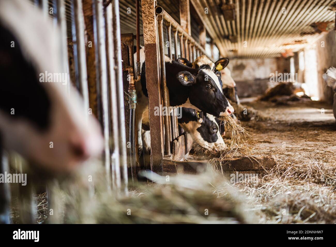 Two cows in barn hi-res stock photography and images - Alamy