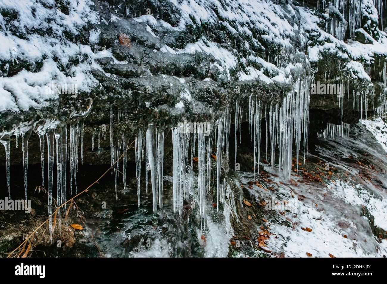 Icicles On Trees