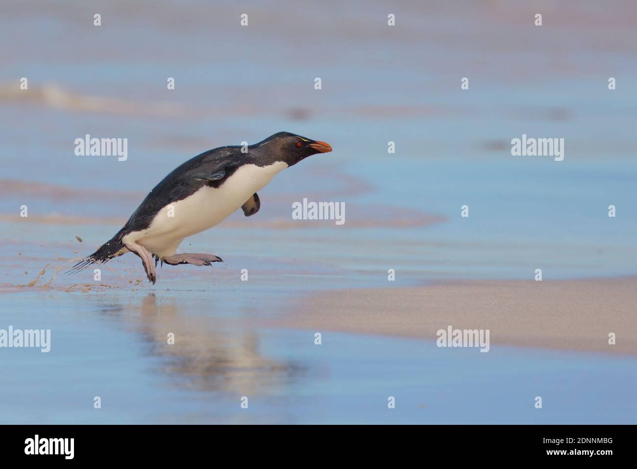 Rockhopper Penguin Jumping High Resolution Stock Photography and Images ...