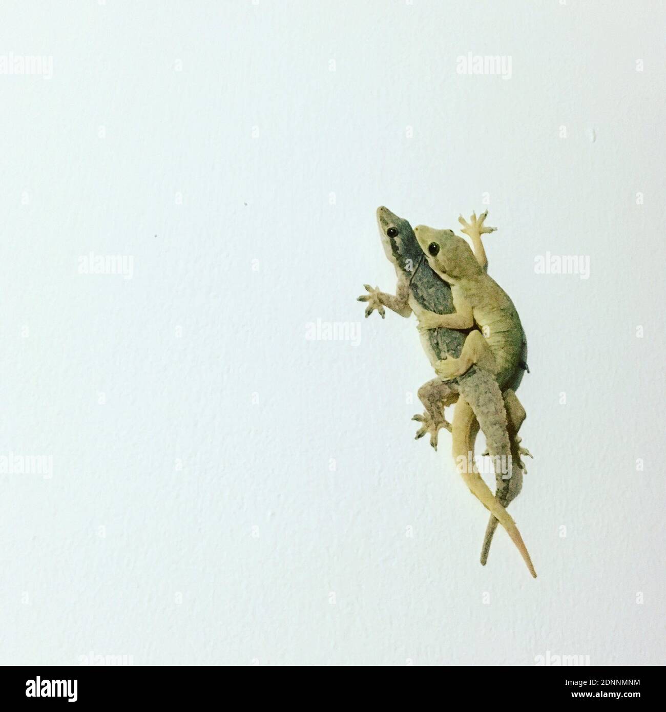 Mating lizards hi-res stock photography and images - Alamy