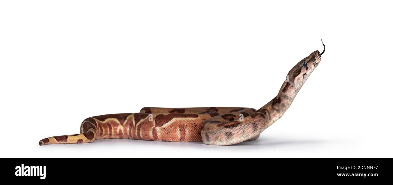 Baby hypo Boa Constrictor Imperator snake. Isolated on white background ...