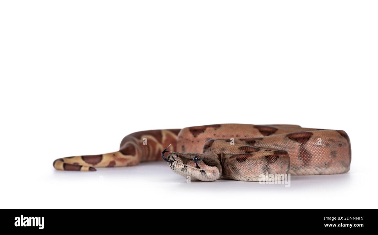 Baby hypo Boa Constrictor Imperator snake. Isolated on white background ...
