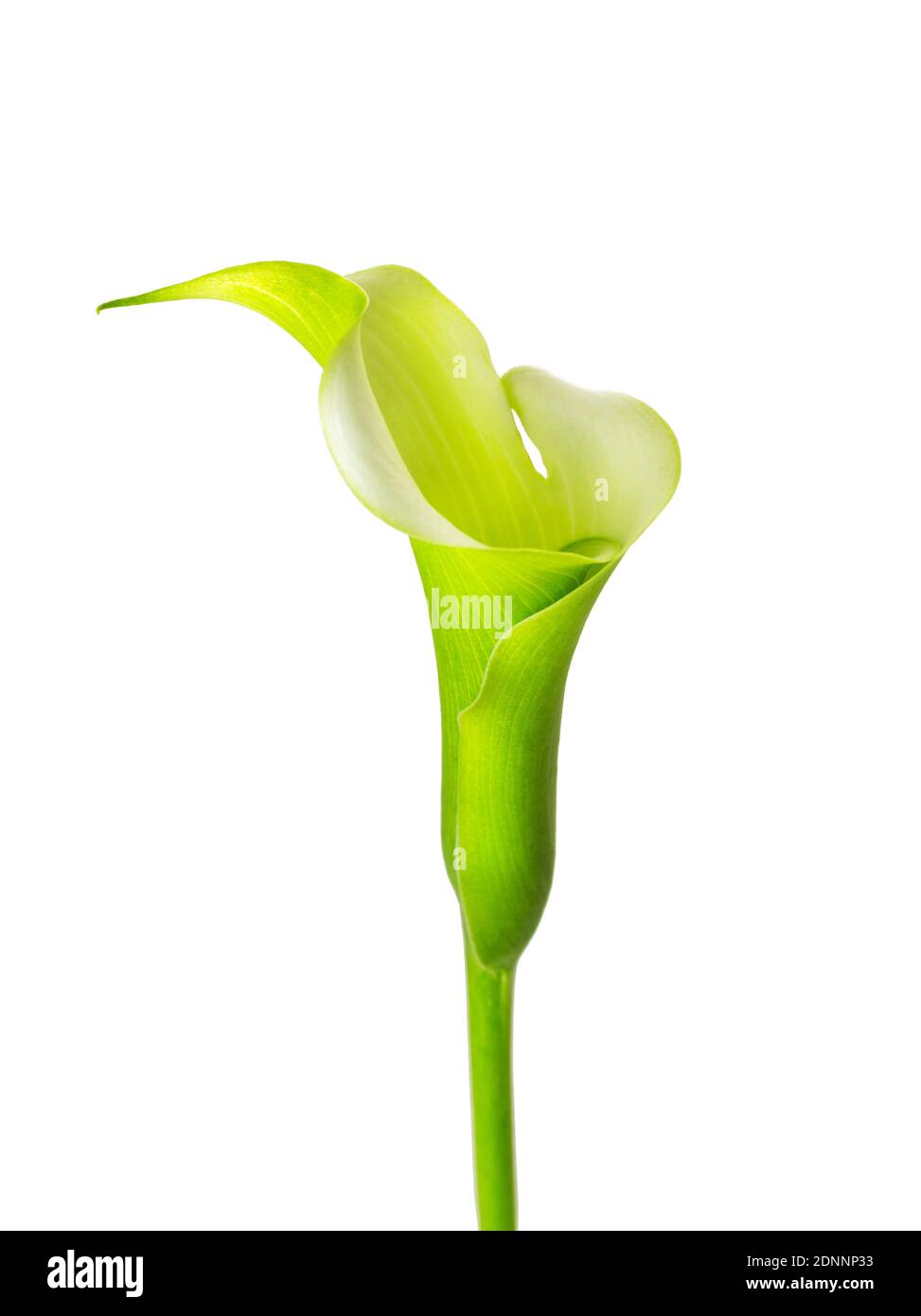 Lily design hi-res stock photography and images - Alamy