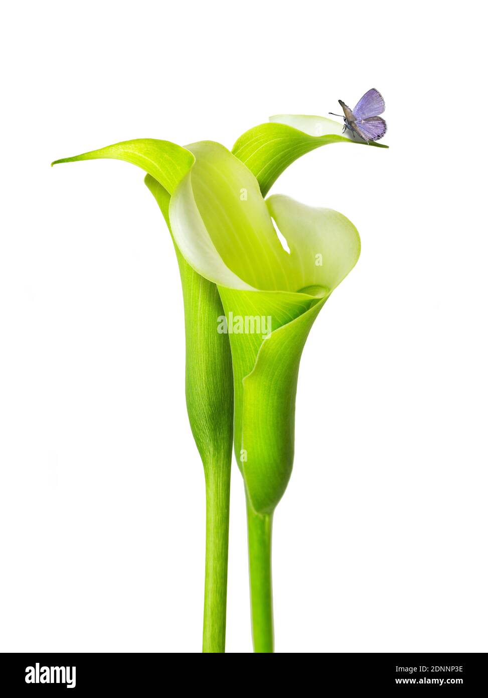Blooming flower fantasy Cut Out Stock Images & Pictures - Alamy