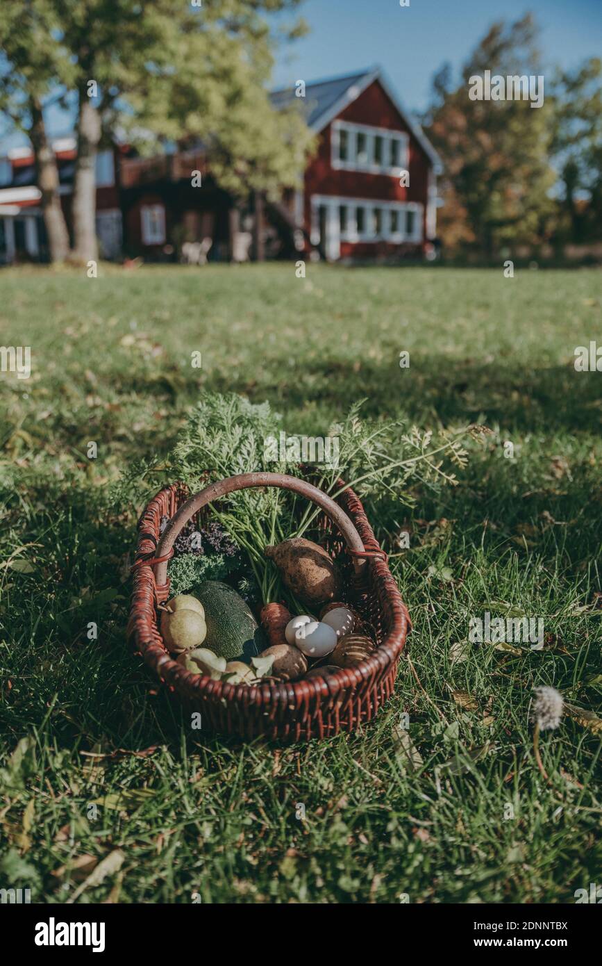 Vegetables and in basket Stock Photo - Alamy