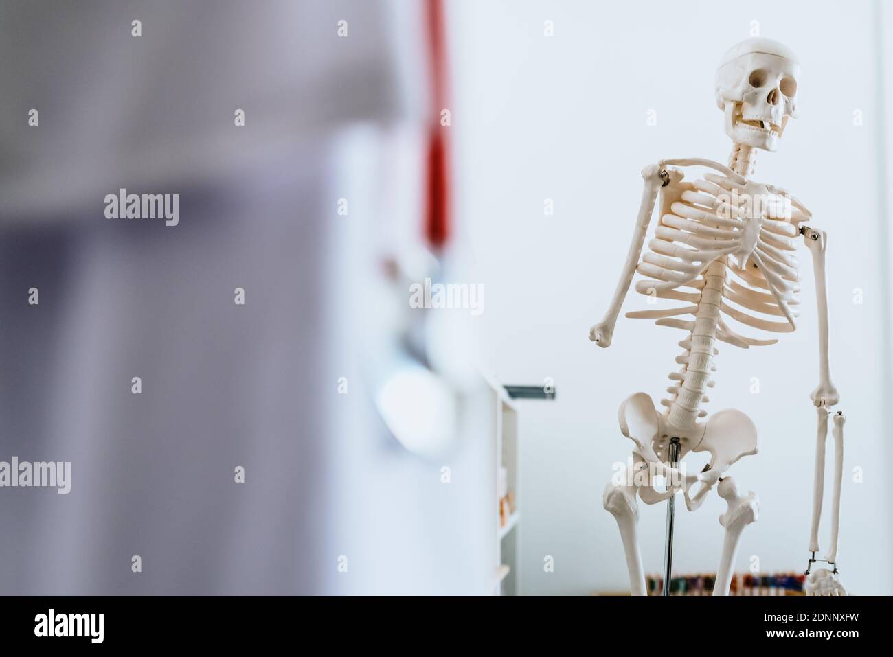 Human skeleton biology hi-res stock photography and images - Alamy