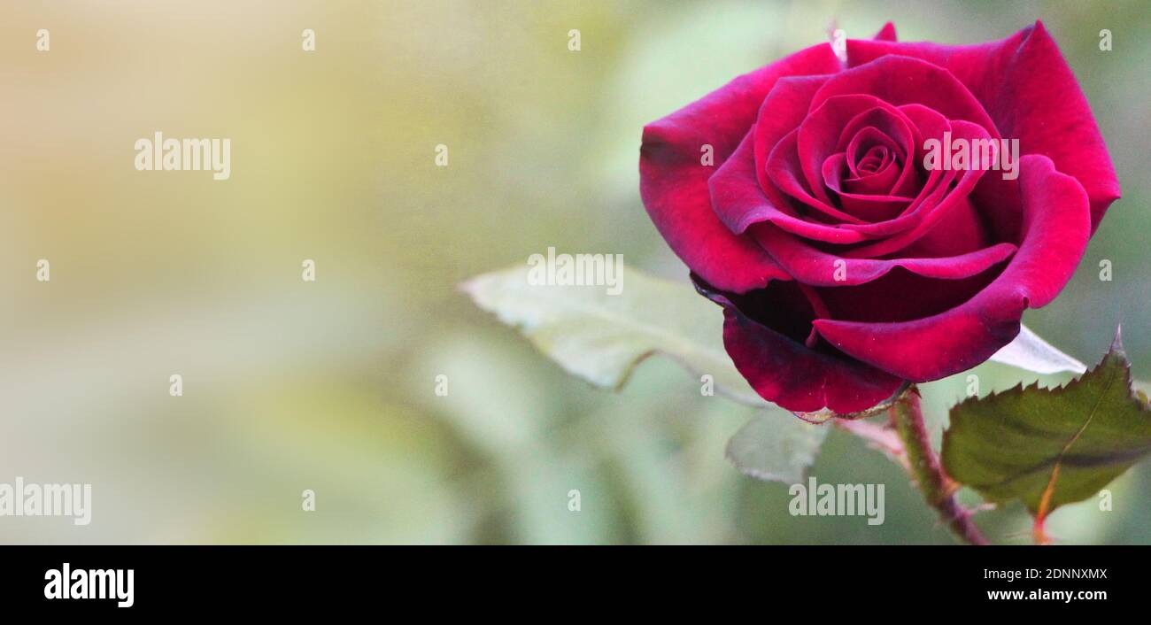 Classic red rose in full bloom in the garden in summer Stock Photo - Alamy