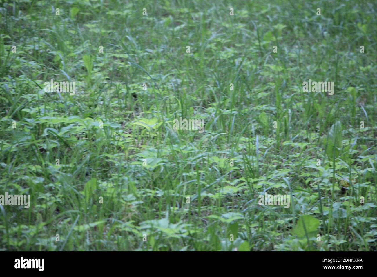 Green grass background texture. Element of design Stock Photo - Alamy
