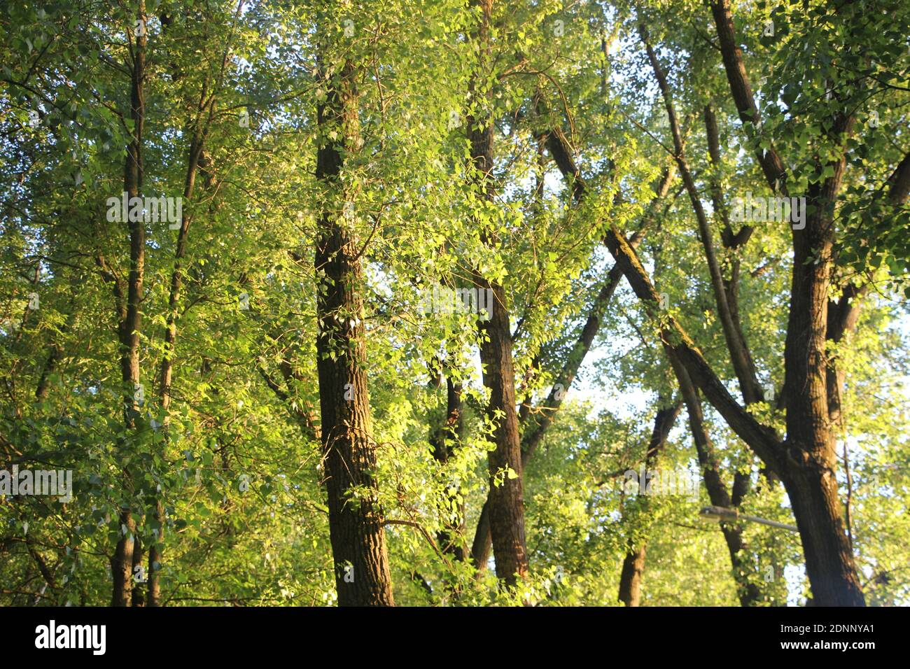 Summer forest with sun light Stock Photo - Alamy