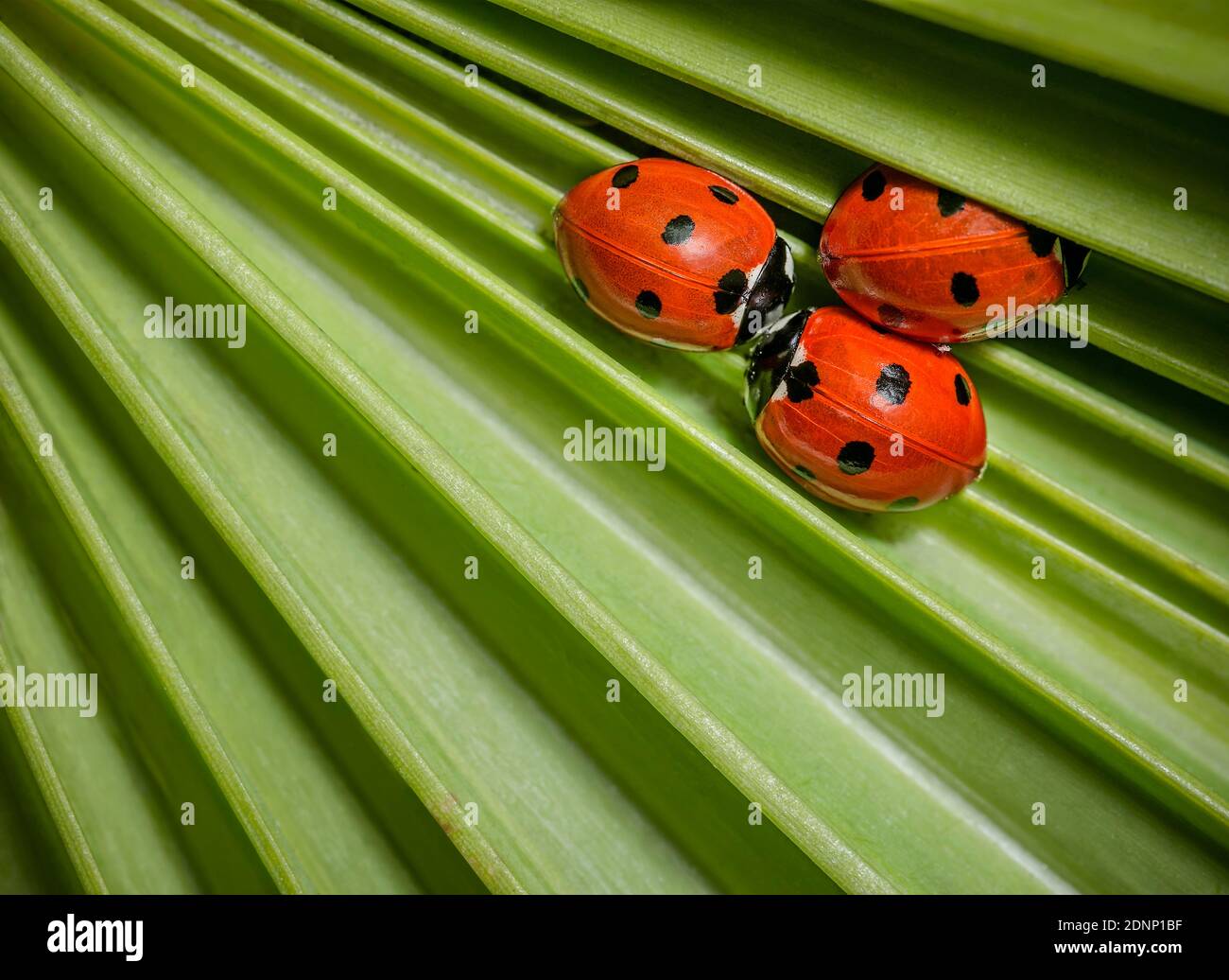Three ladybirds sleeping together on a palm leaf Stock Photo - Alamy