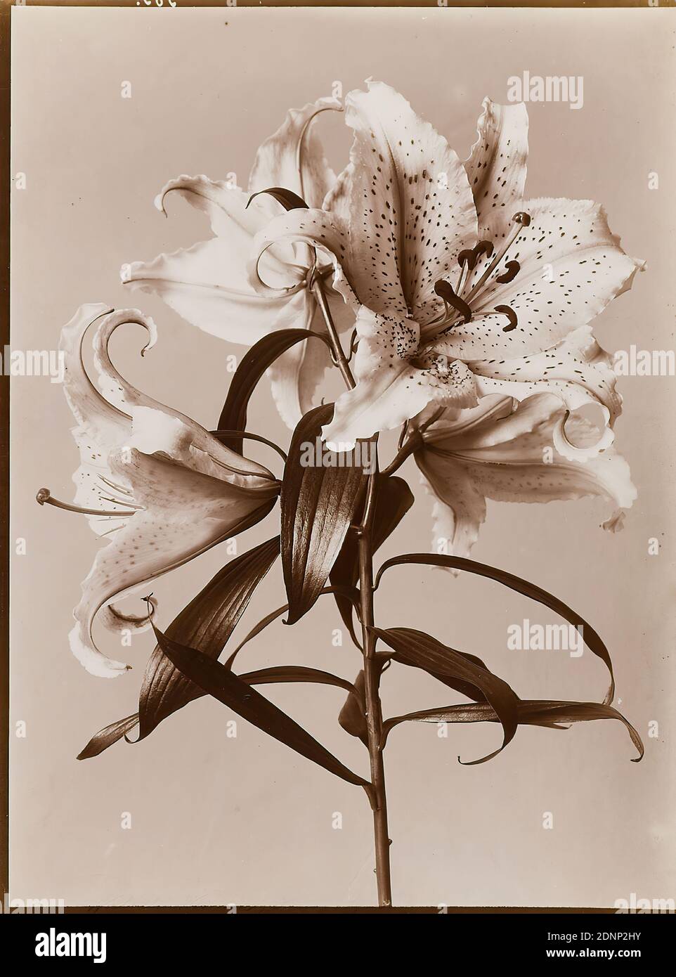 Wilhelm Weimar, lily, collodion paper, black and white positive process ...