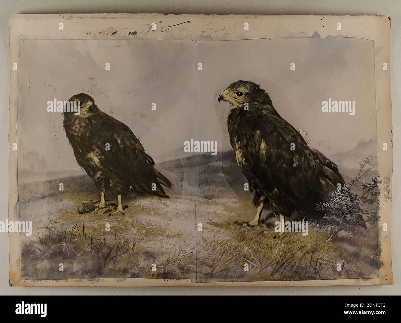 Johann Hinrich W. Hamann, Two Buzzards, silver gelatin paper, black and ...