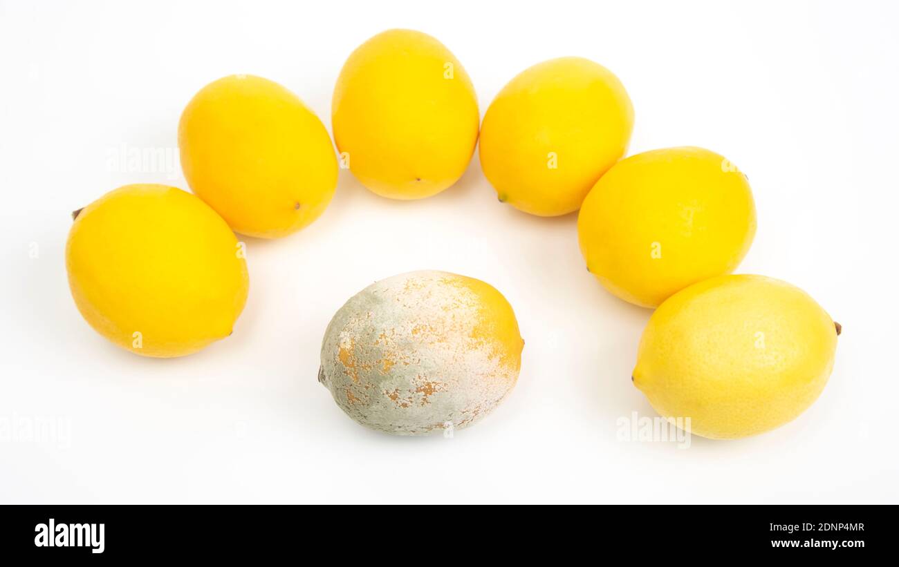 Rotten lemon next to fresh lemons on a white background Stock Photo - Alamy