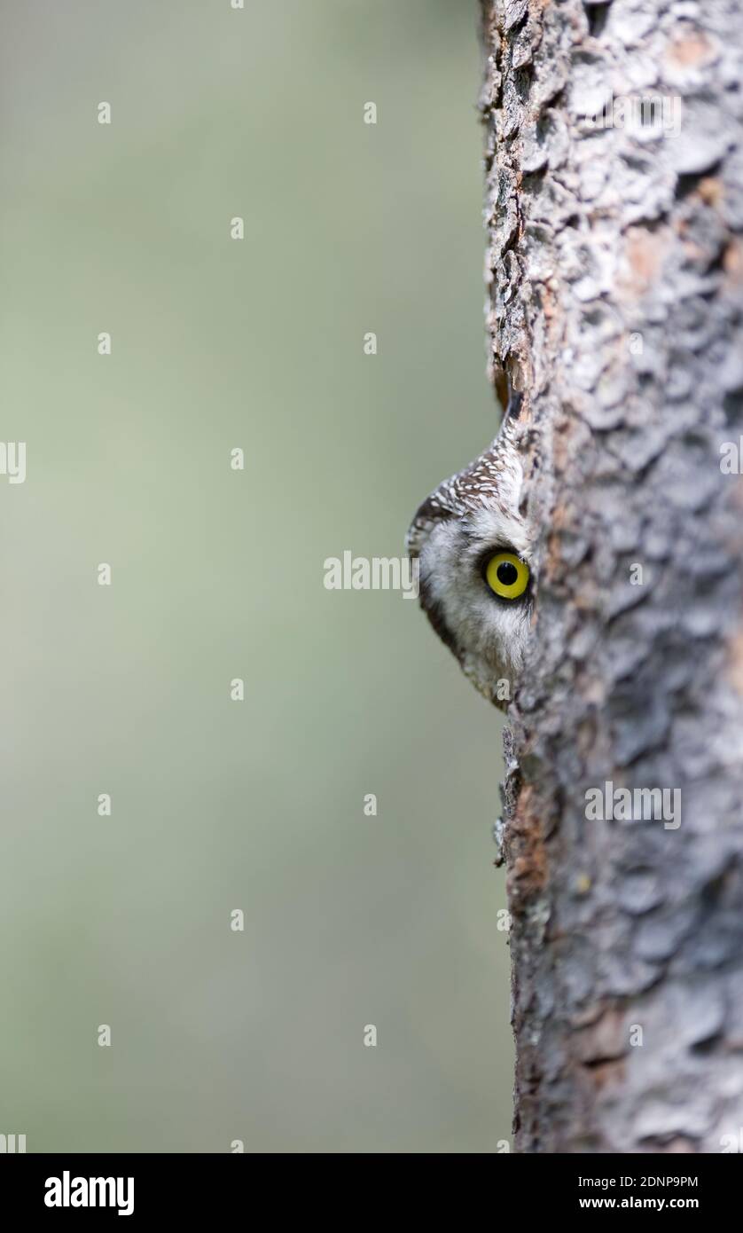 Owl looking at camera Stock Photo - Alamy
